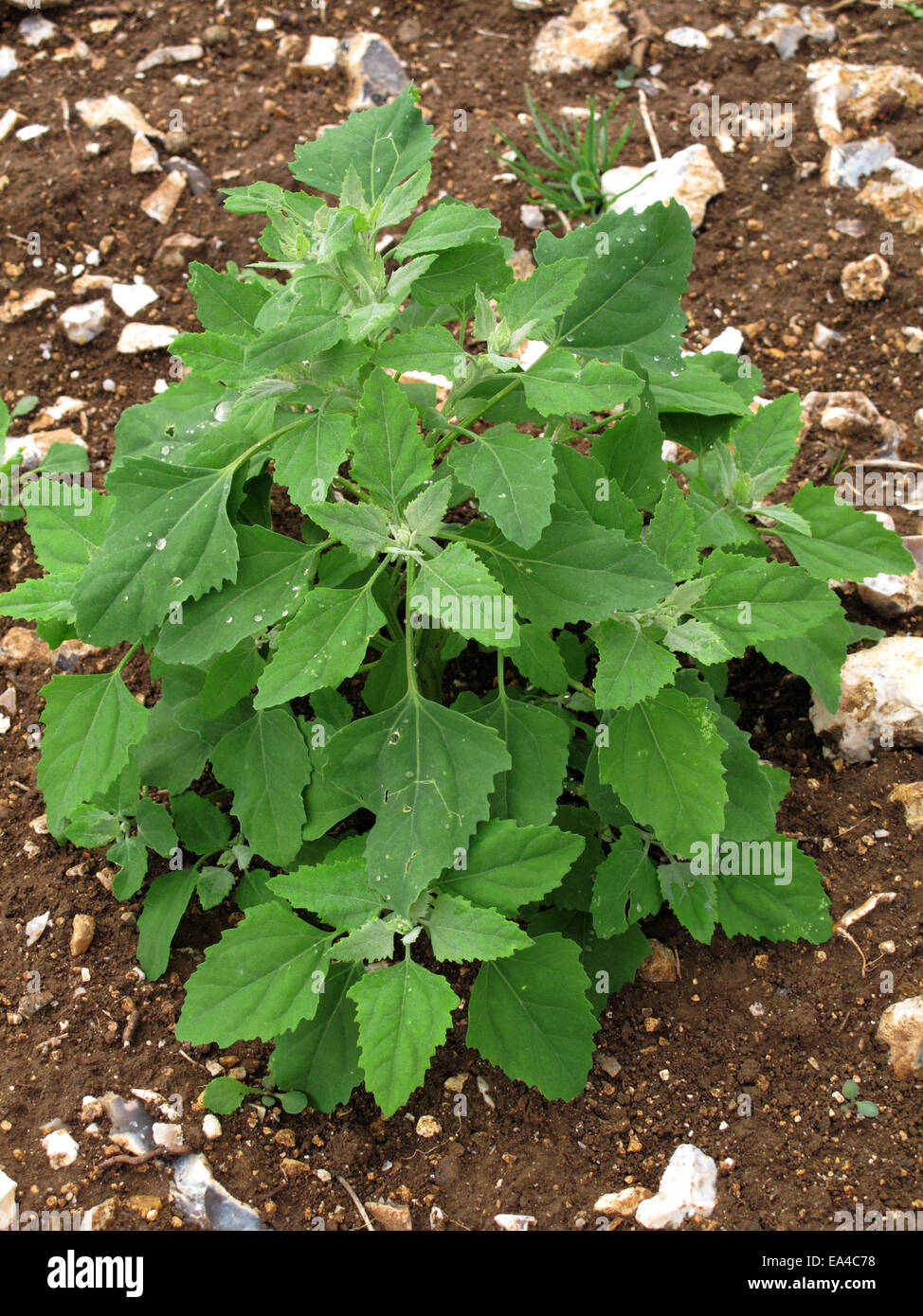 Fat hen, lamb's quarters or goosefoot, Chenopodium album, plant. An ...