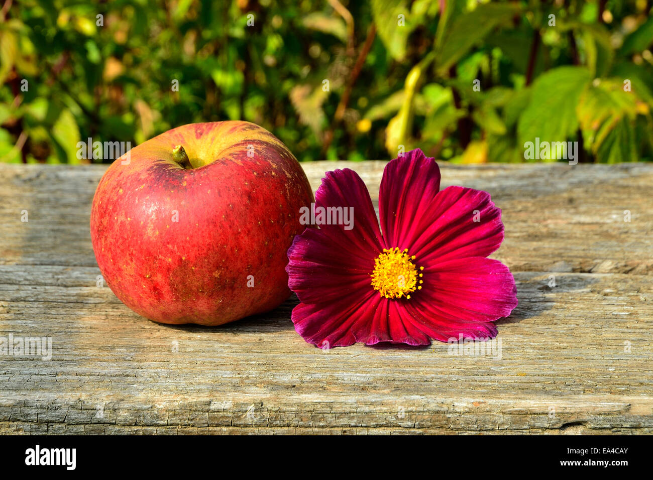 Apple ('Melrose' variety) and Cosmos flower Stock Photo - Alamy