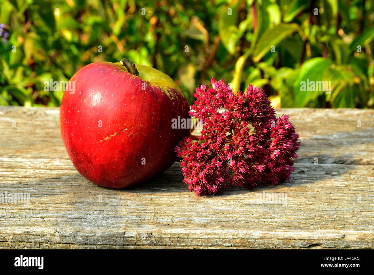 Apple ('Melrose' variety) and sedum spectabile flower Stock Photo - Alamy