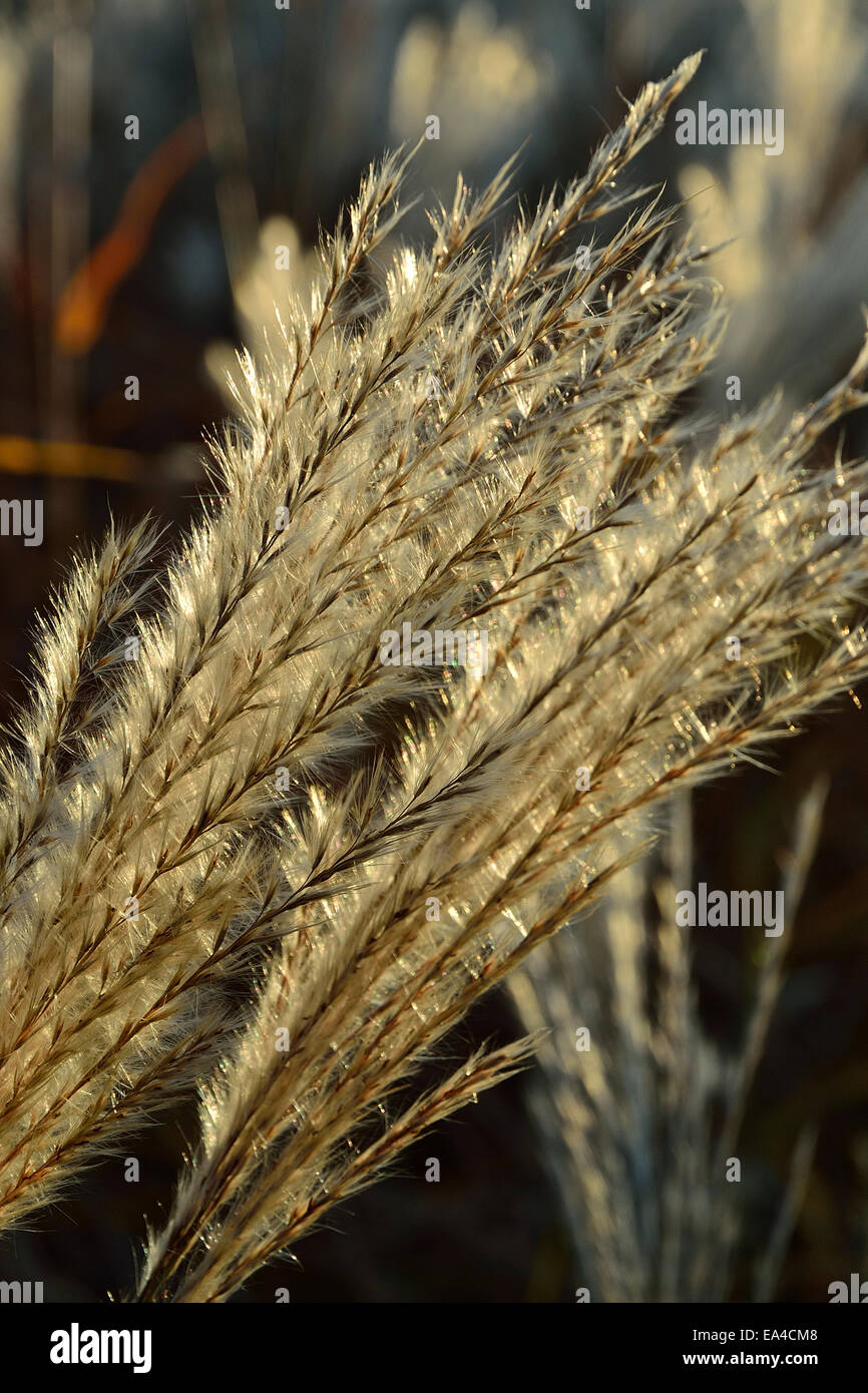 Inflorescence of Amur silver grass (Miscanthus sacchariflorus Stock ...