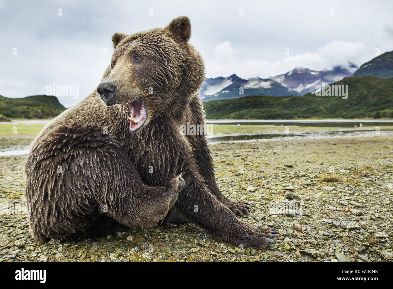 Brown bear yawning hi-res stock photography and images - Alamy