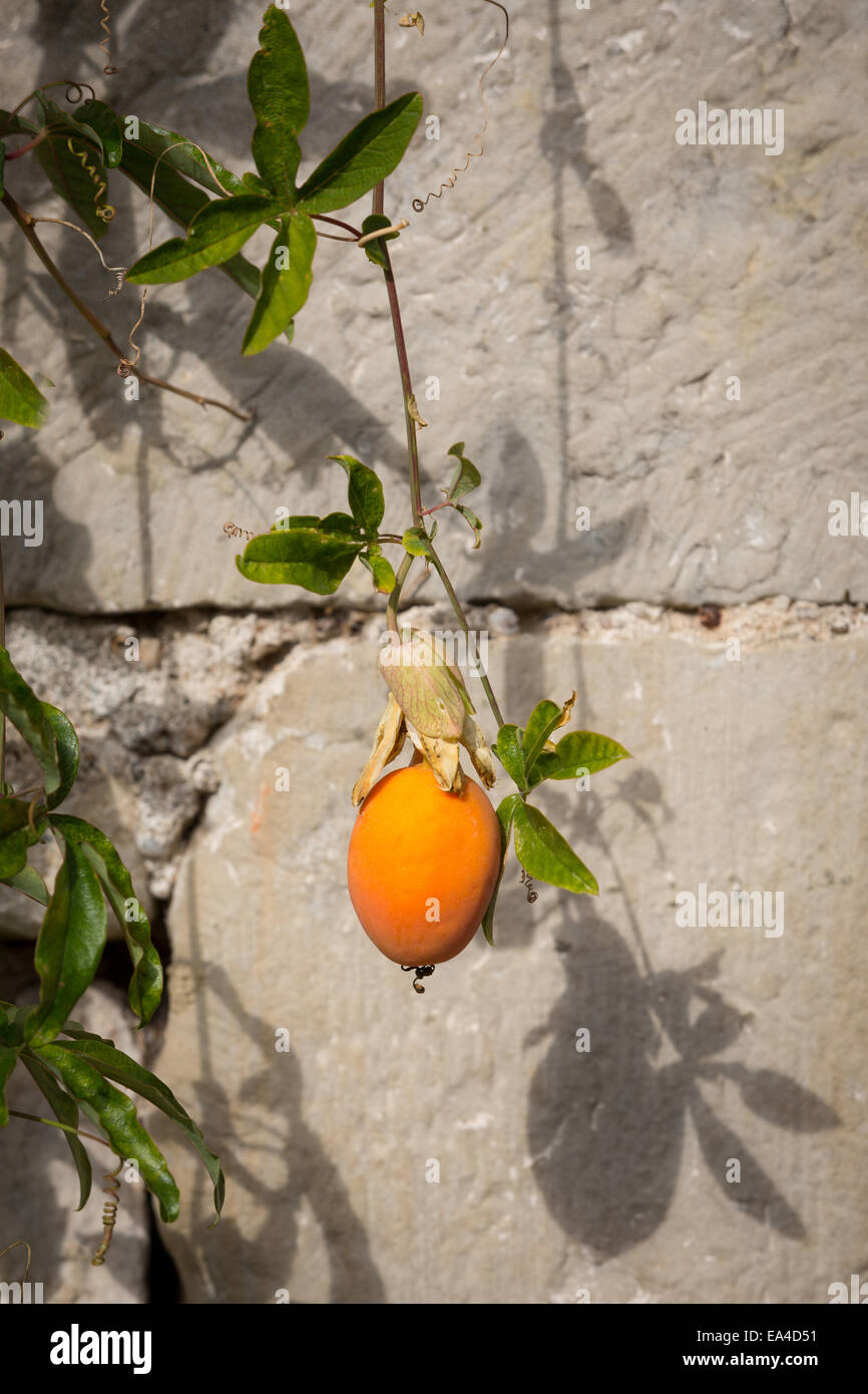 Orange fruit of the passiflora plant - Passiflora caerulea hanging in ...