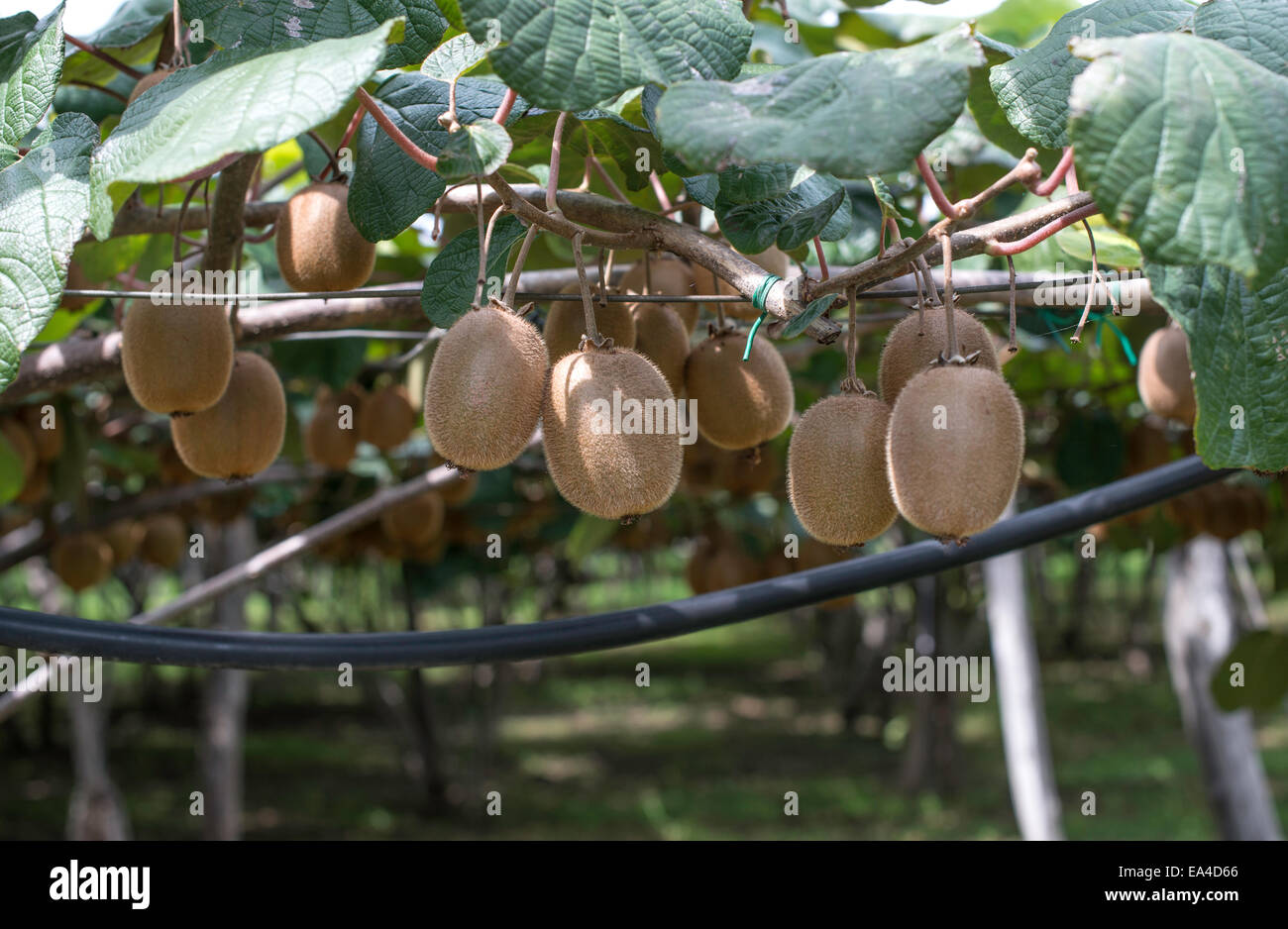 Kiwi plant hi-res stock photography and images - Alamy