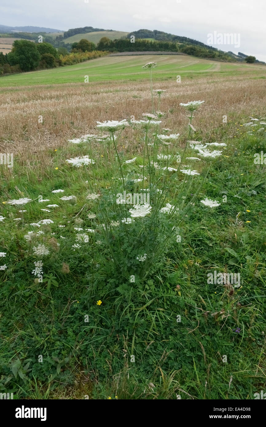 Wild carrot, Daucus carota, in flower Stock Photo - Alamy