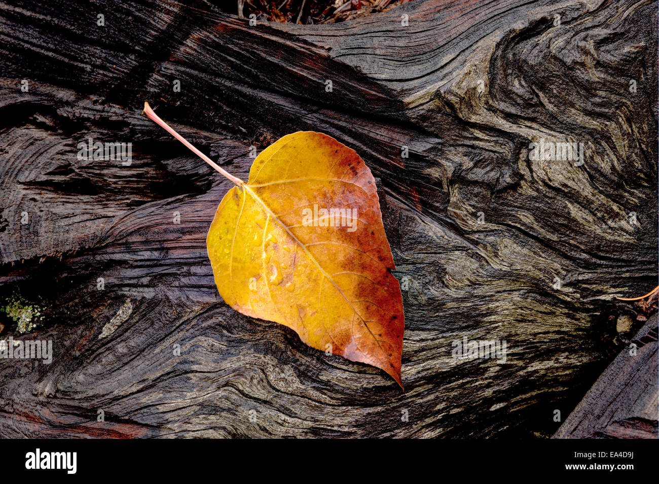 Yellow leaf on log Stock Photo - Alamy