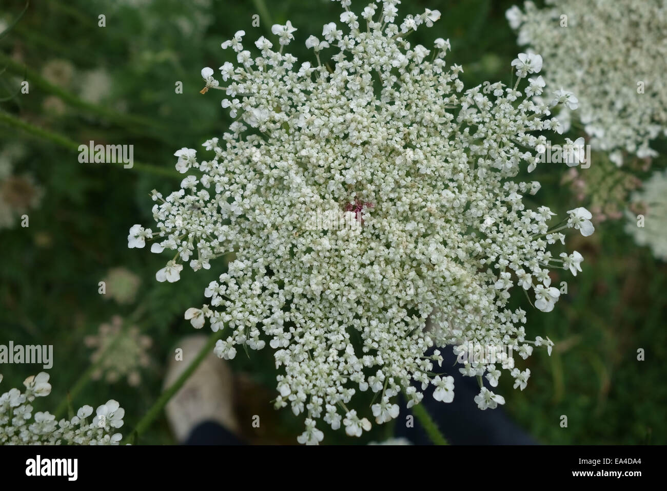Wild carrot, Daucus carota, in flower with red flower in the centre of ...