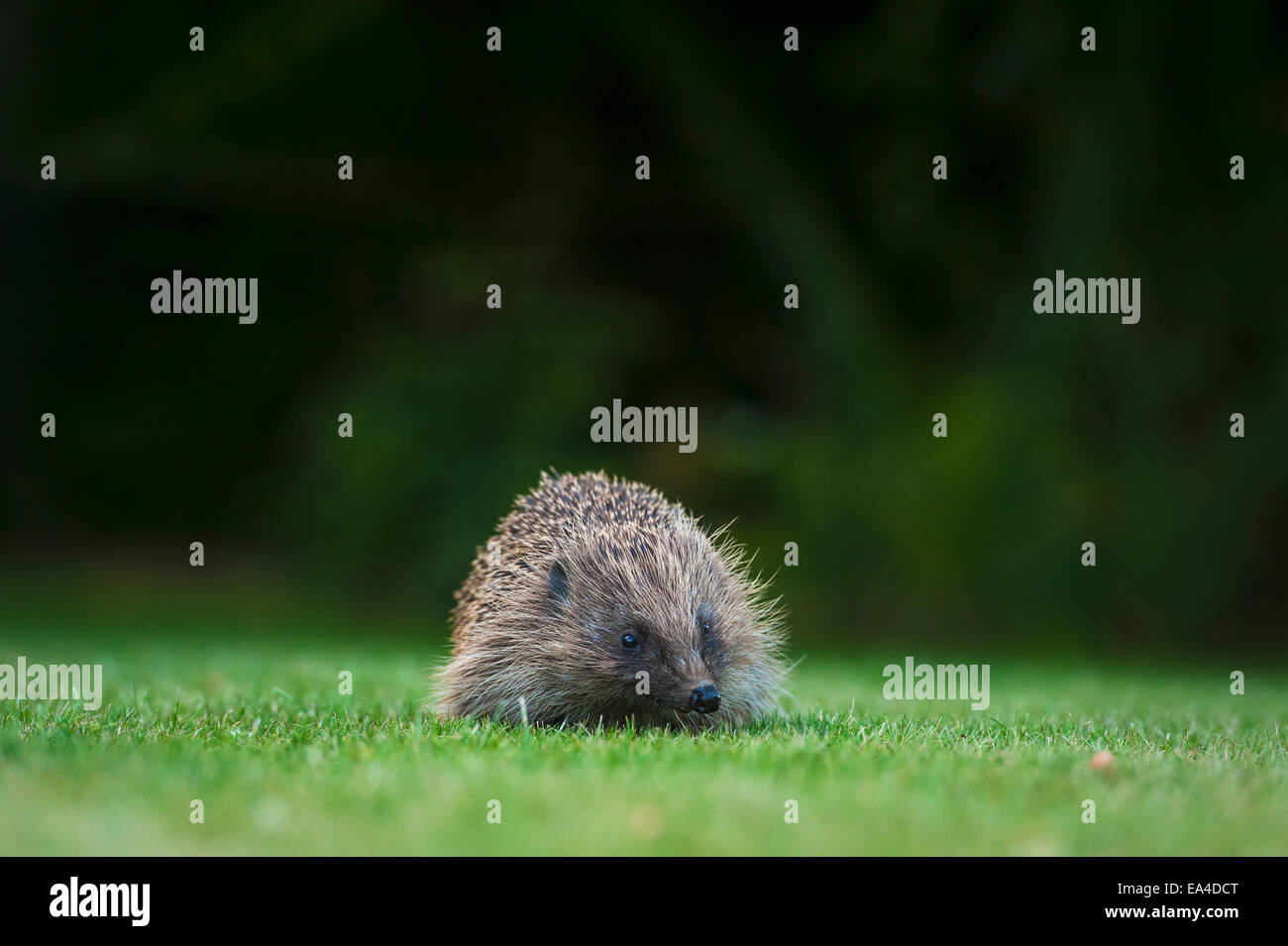 Hedgehog in a garden; Dorset, England Stock Photo - Alamy