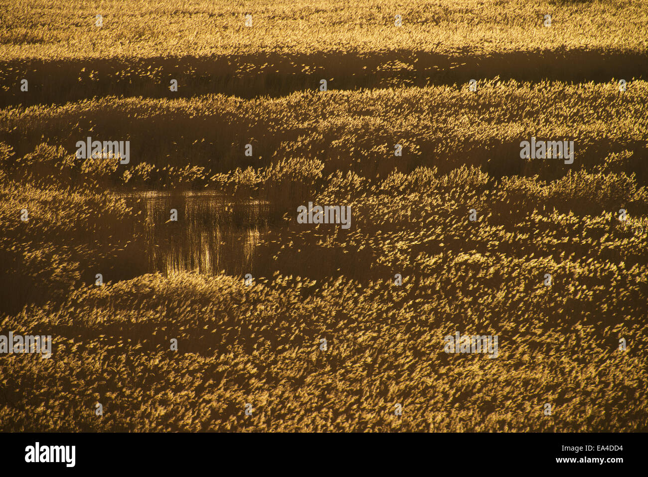 Reeds at dusk in marshy area next to Dunwich Forest; Suffolk, England ...