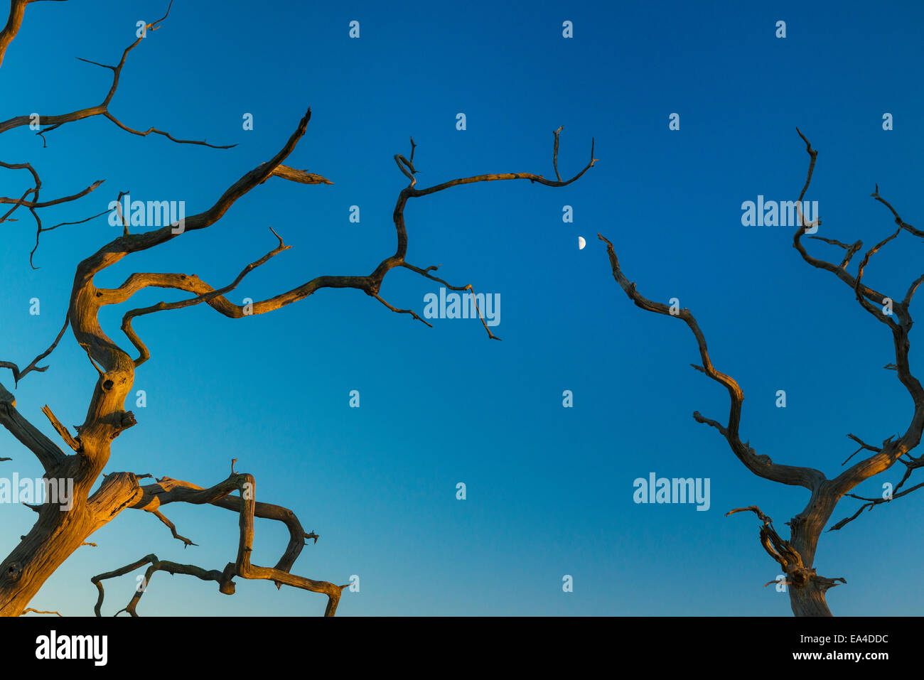 Old, dead tree with moon behind; Snape, Suffolk, England Stock Photo ...
