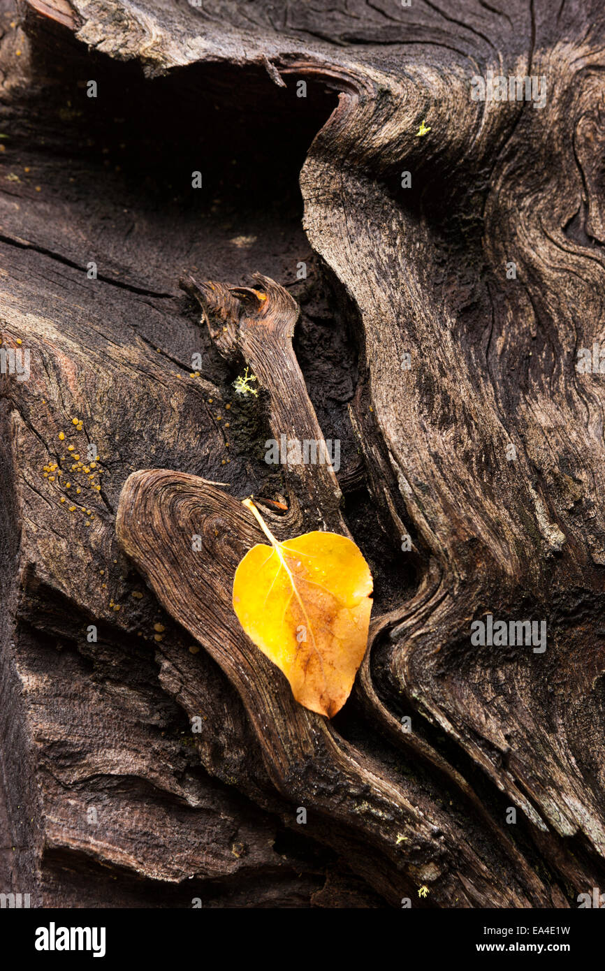 Weathered log and leaf Stock Photo - Alamy