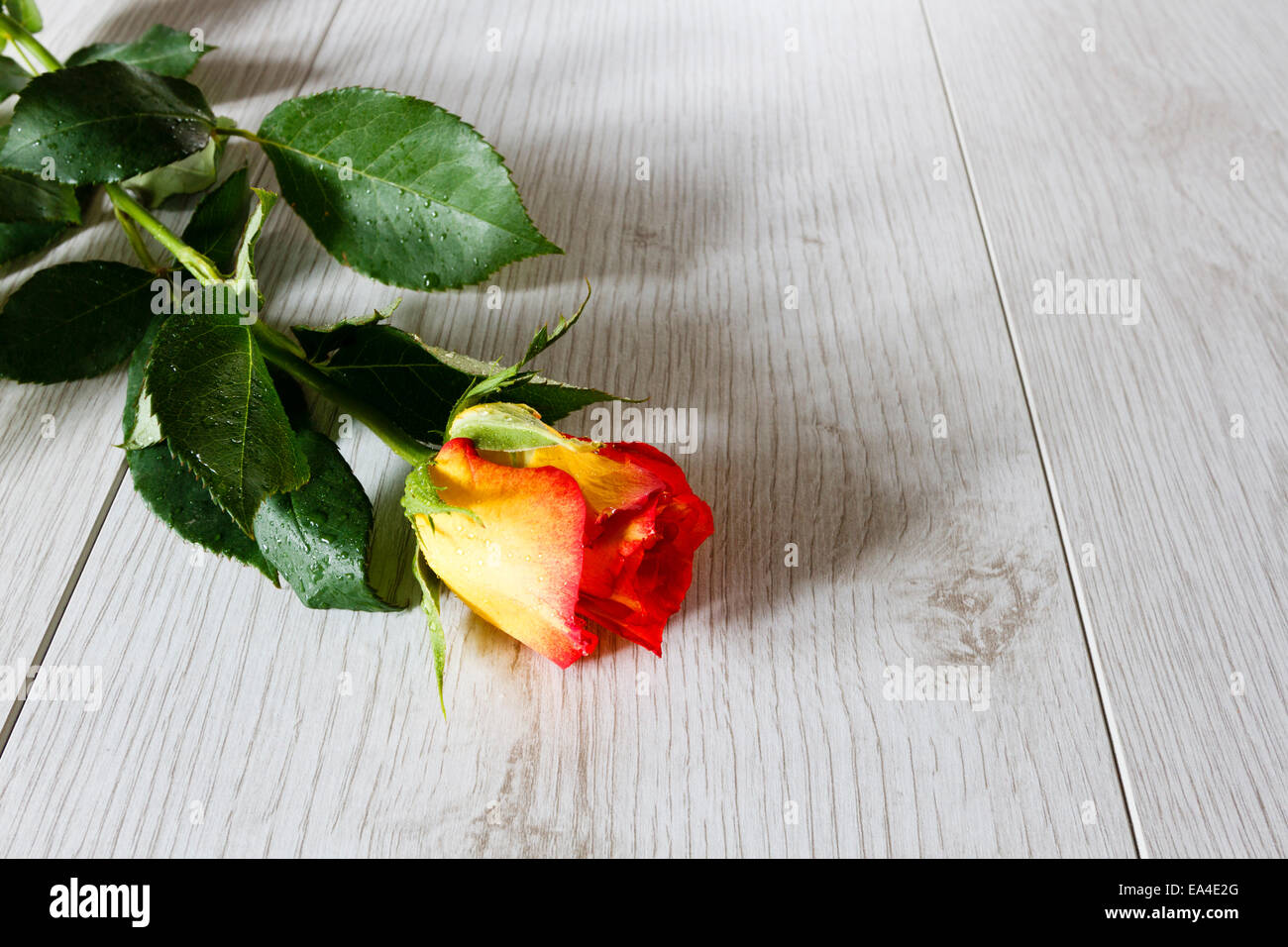 Yellow inside the flower hi-res stock photography and images - Alamy