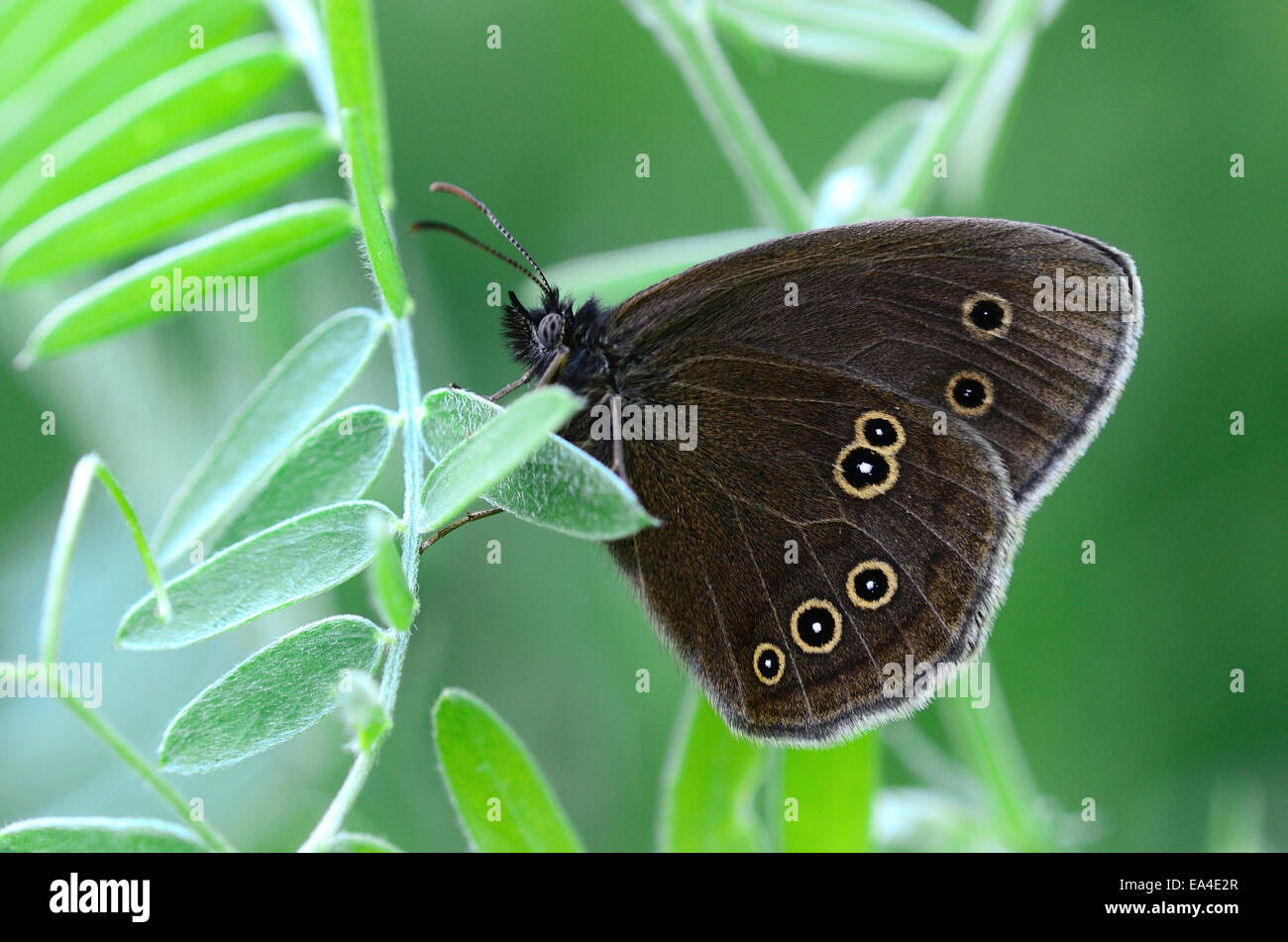 ringlet butterfly at rest Stock Photo - Alamy