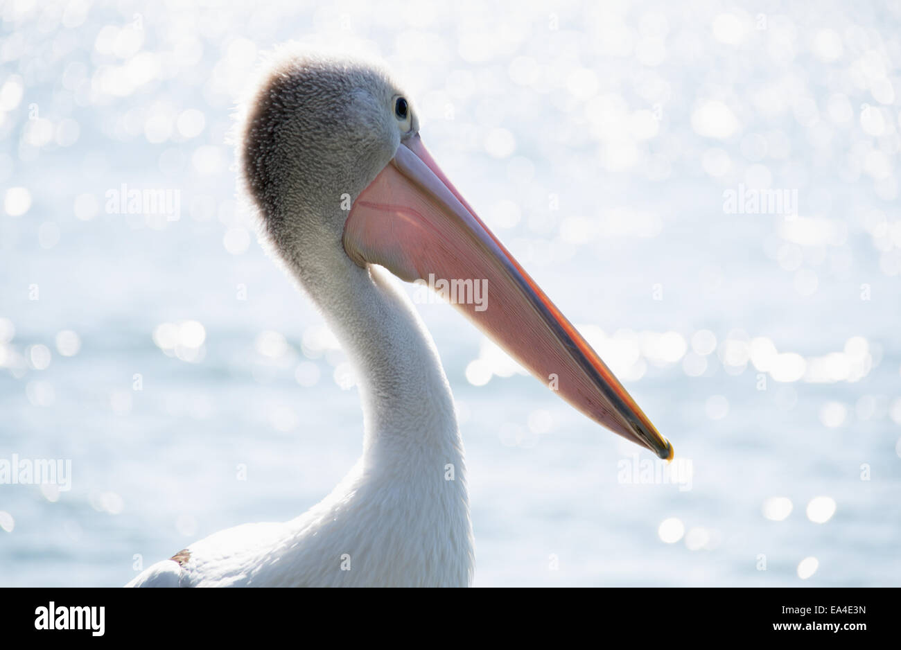 Side profile of pelican in water hi-res stock photography and images ...