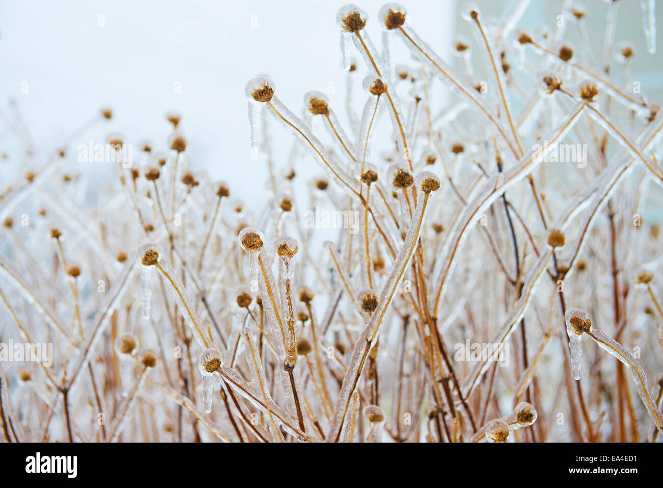 Teasels covered with ice; Toronto, Ontario, Canada Stock Photo - Alamy