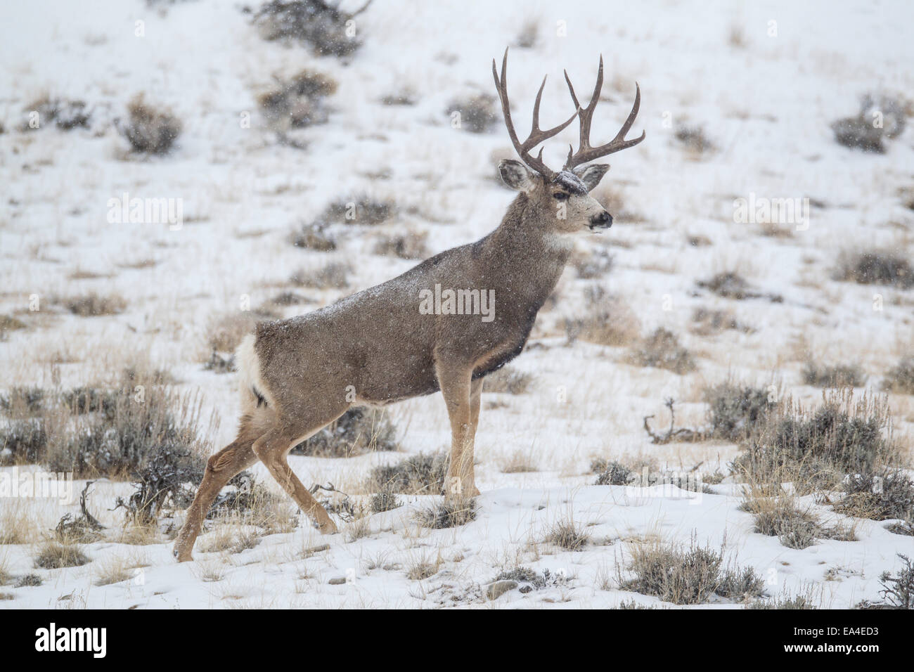 Mule deer buck during the autumn rut Stock Photo - Alamy