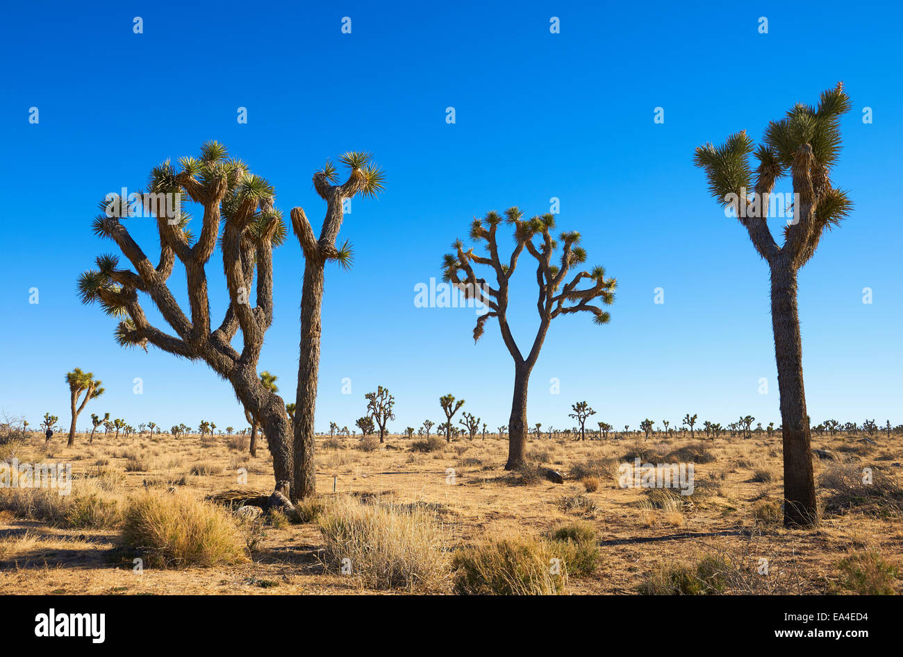 Joshua trees in Joshua Tree National Park; Joshua Tree, California ...