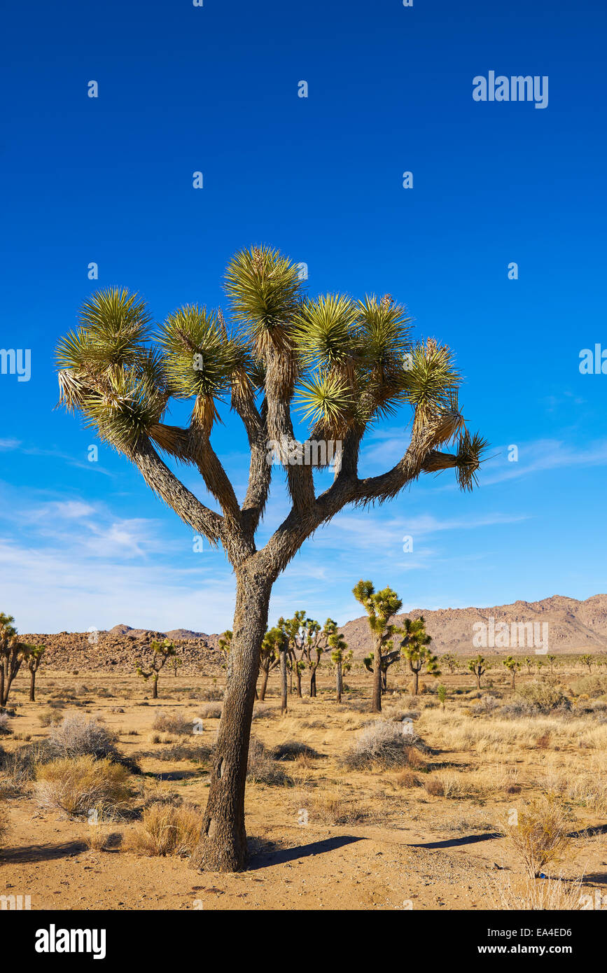 Joshua trees in Joshua Tree National Park; Joshua Tree, California ...