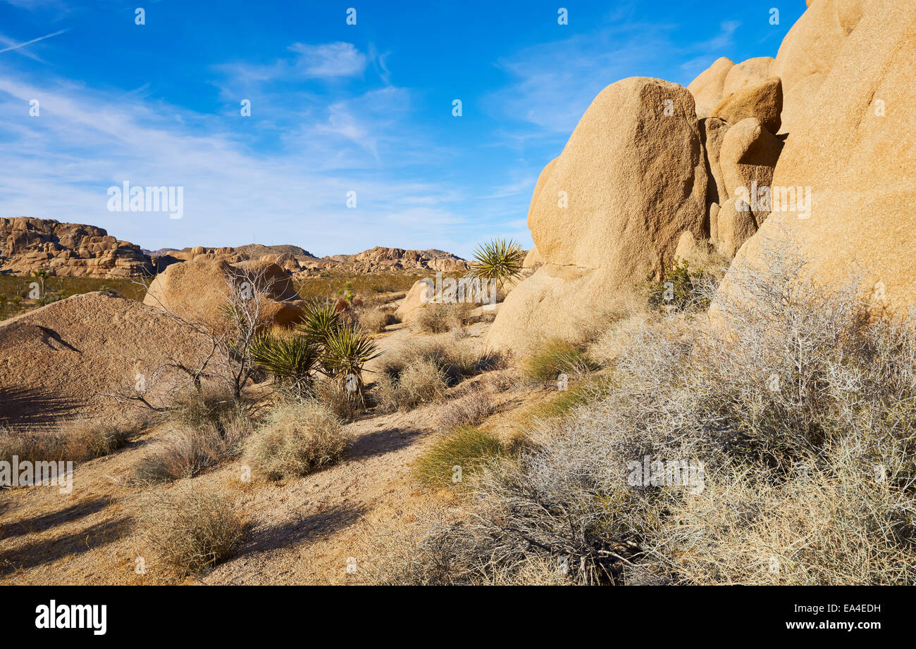 Arid landscape in Joshua Tree National Park; Joshua Tree, California ...