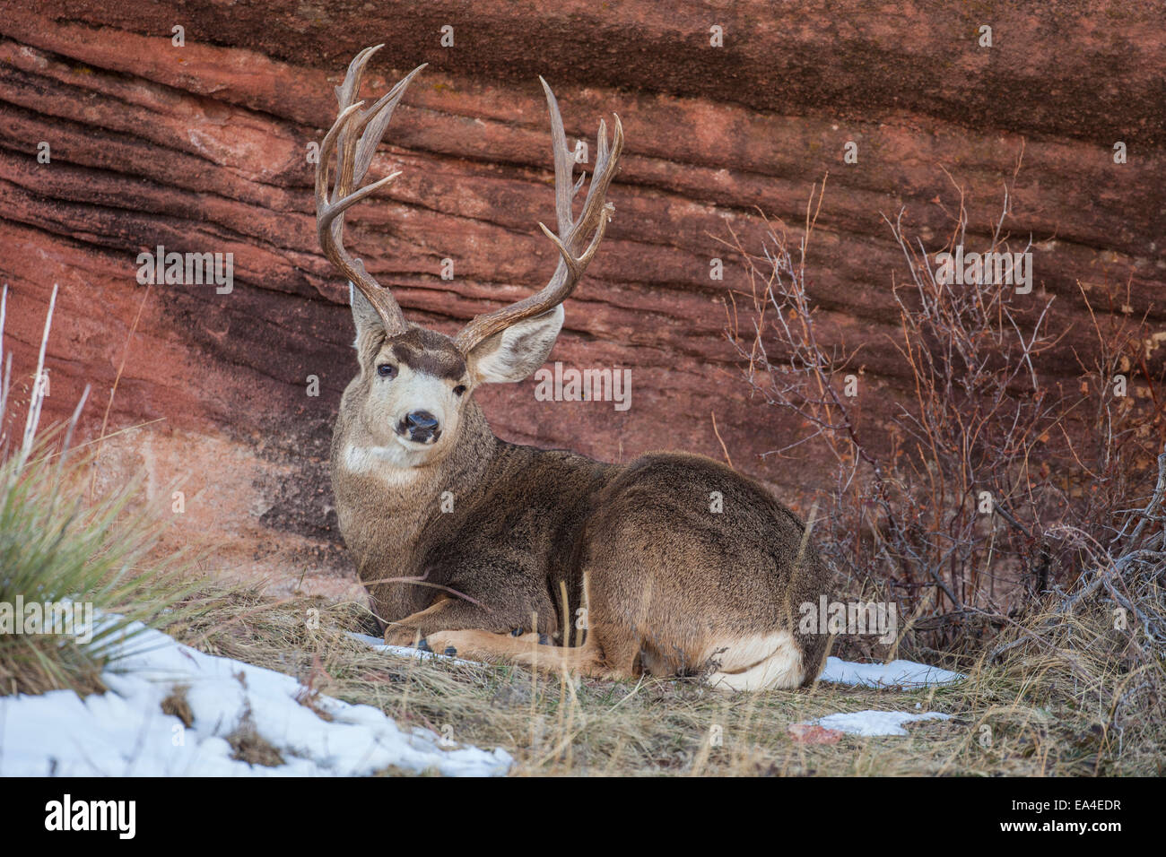 Mule deer buck during the autumn rut Stock Photo - Alamy
