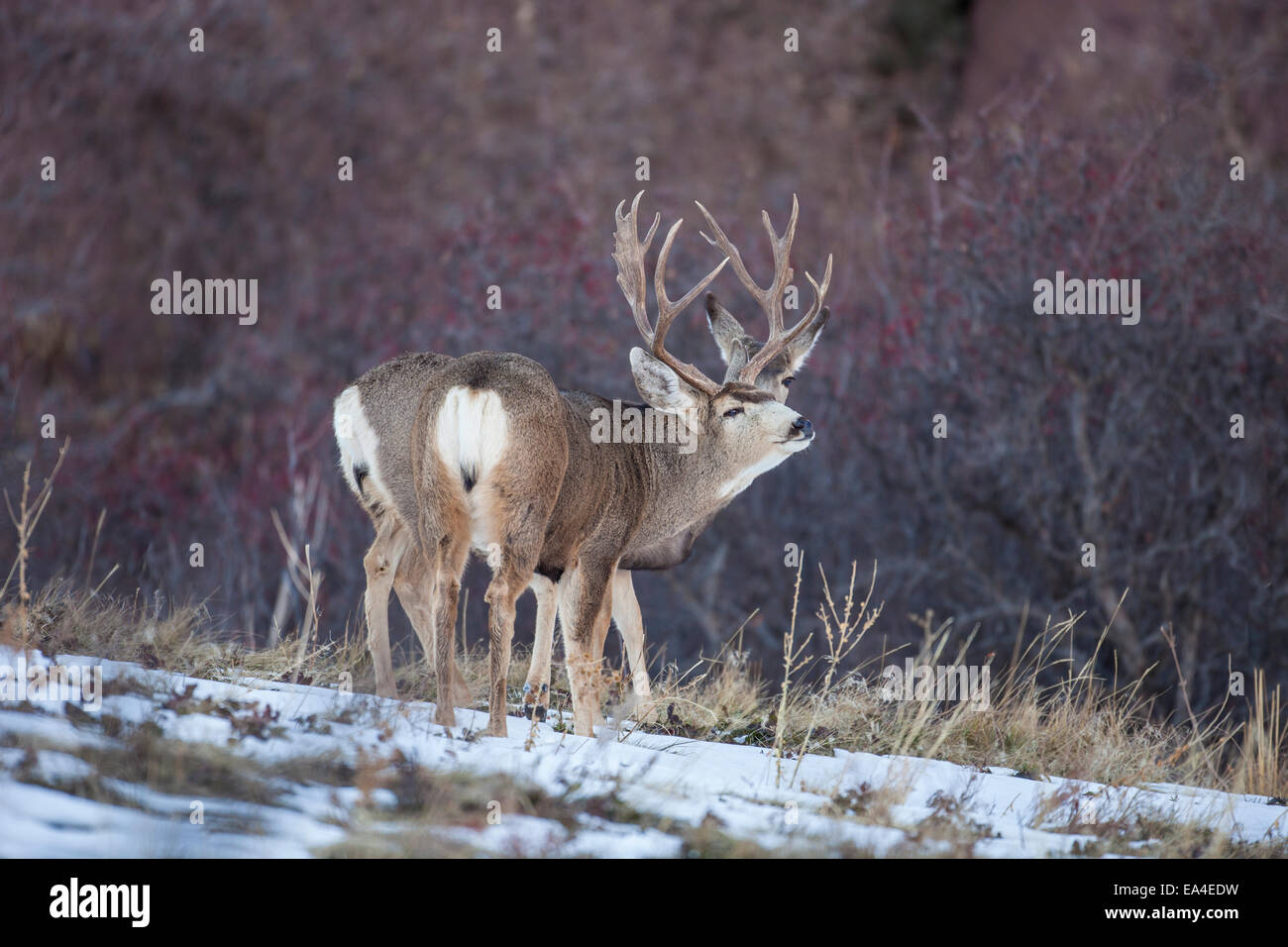 Mule deer buck during the autumn rut Stock Photo - Alamy