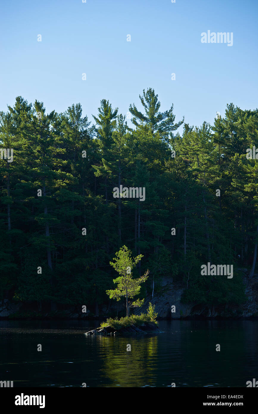 Small pine tree on small island; Ontario, Canada Stock Photo - Alamy