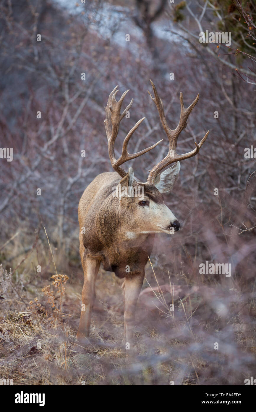 Mule deer buck during the autumn rut Stock Photo - Alamy