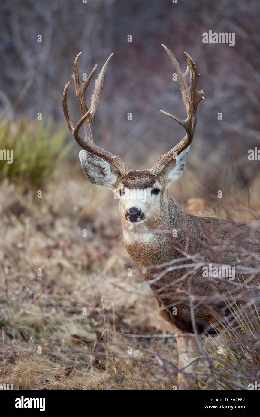 Mule deer buck during the autumn rut Stock Photo - Alamy