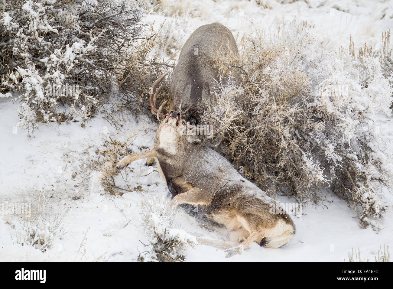 Fighting buck hi-res stock photography and images - Alamy