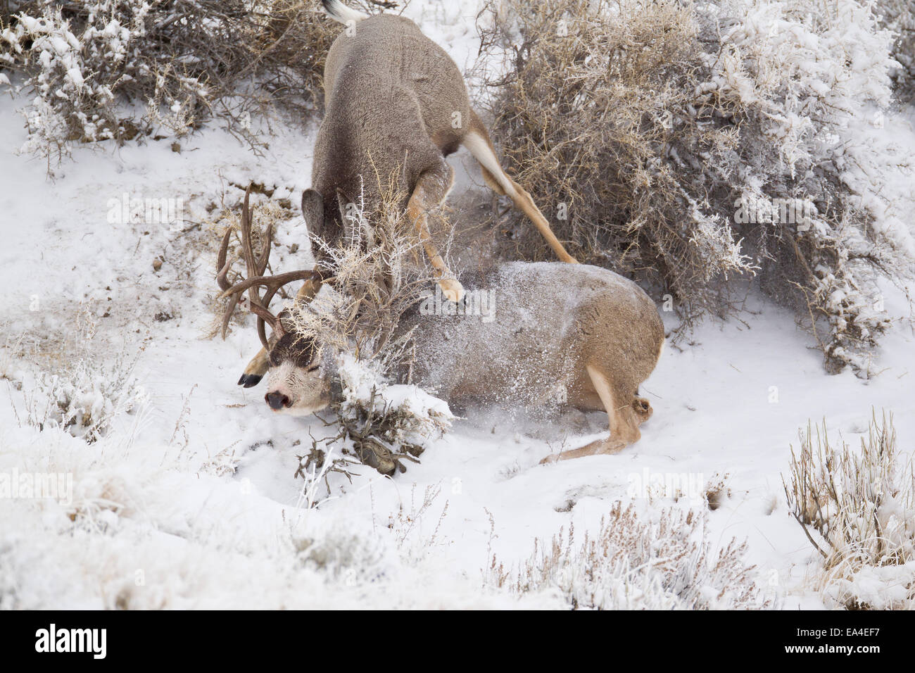 Mule deer bucks fighting for dominance on a snowy day in Wyoming Stock ...