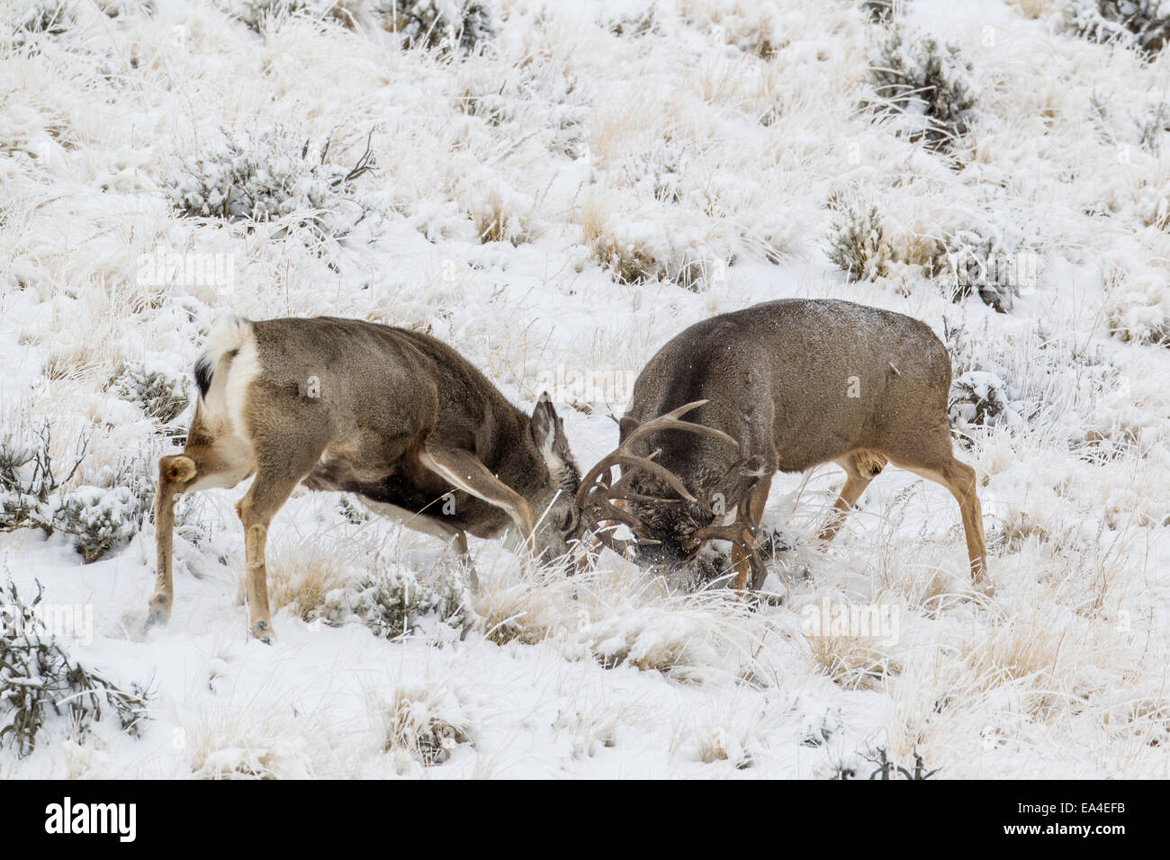 Mule deer bucks fighting for dominance on a snowy day in Wyoming Stock ...
