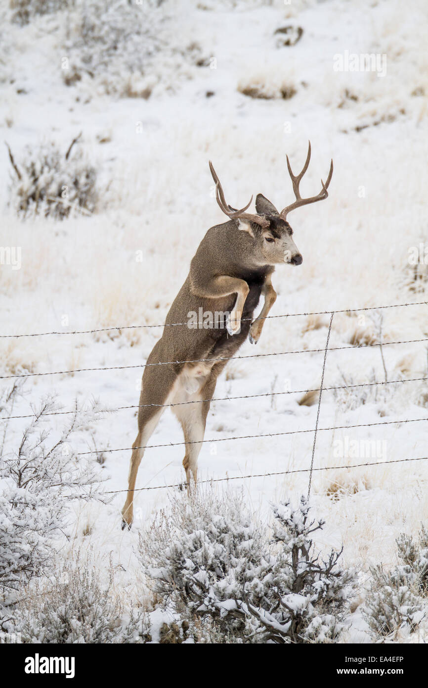Mule deer buck jumping a fence on a snowy day in Wyoming Stock Photo ...