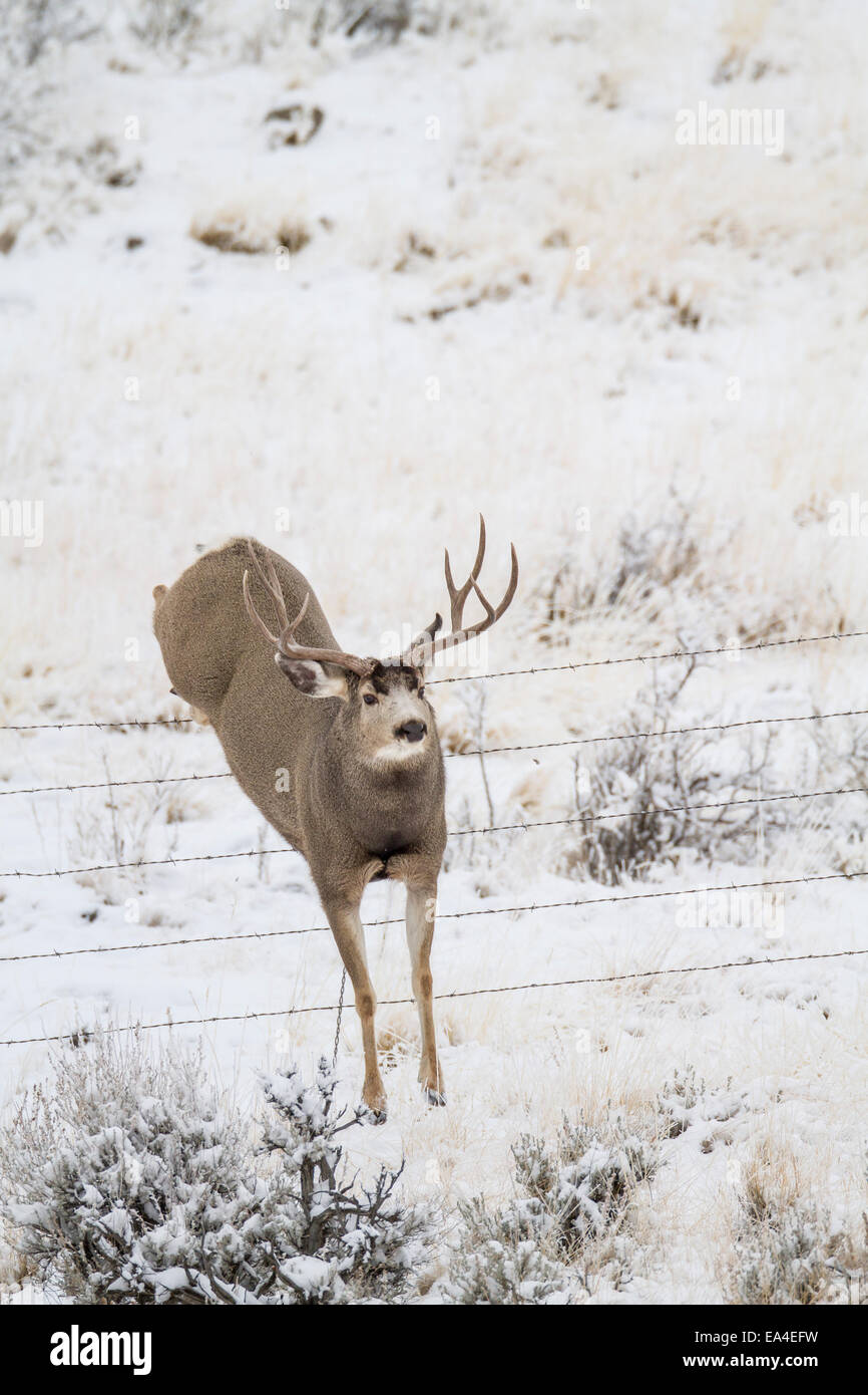 Deer jumping fence hi-res stock photography and images - Alamy