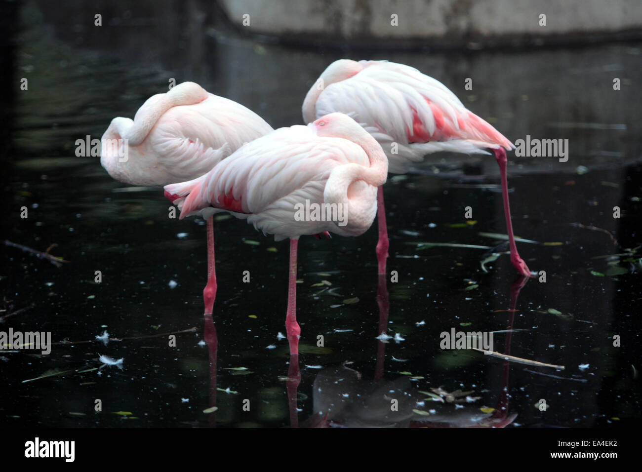 Indian Red Swan resting at Nehru Zoological park at Hyderabad on ...