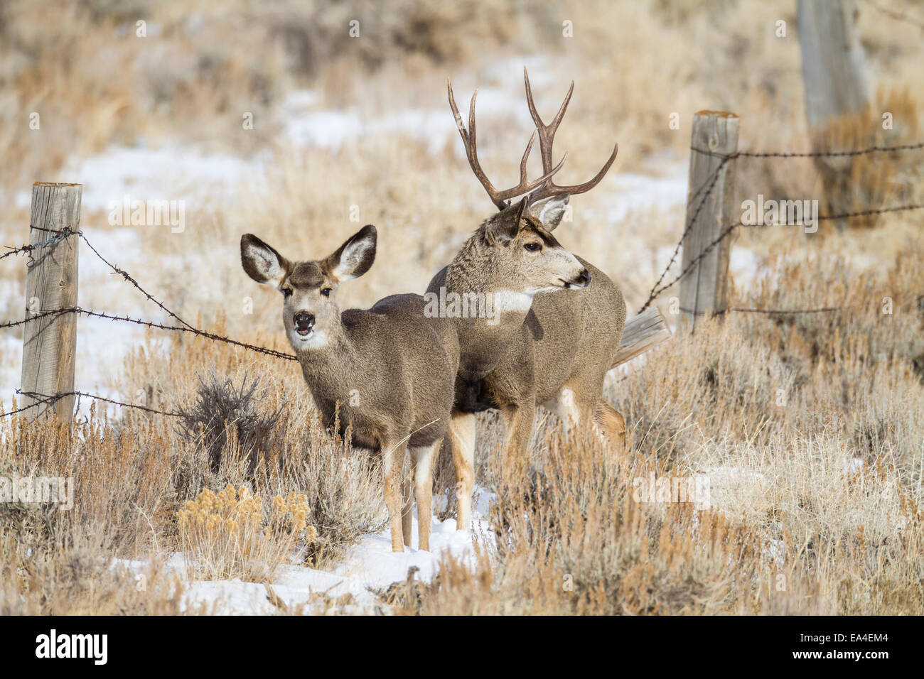 Mule deer buck during the autumn rut Stock Photo - Alamy
