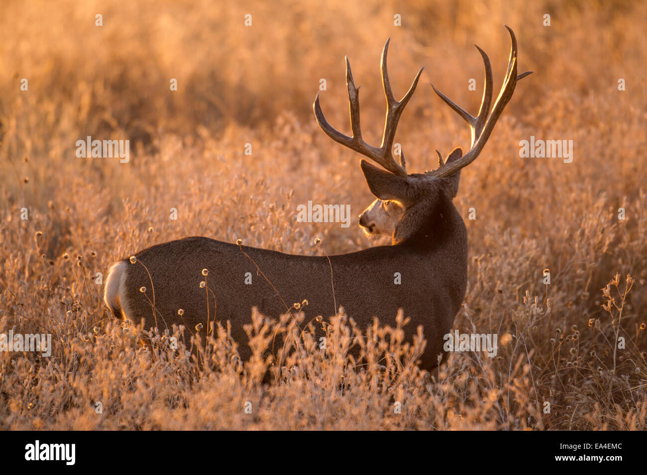 Mule deer buck during the autumn rut Stock Photo - Alamy