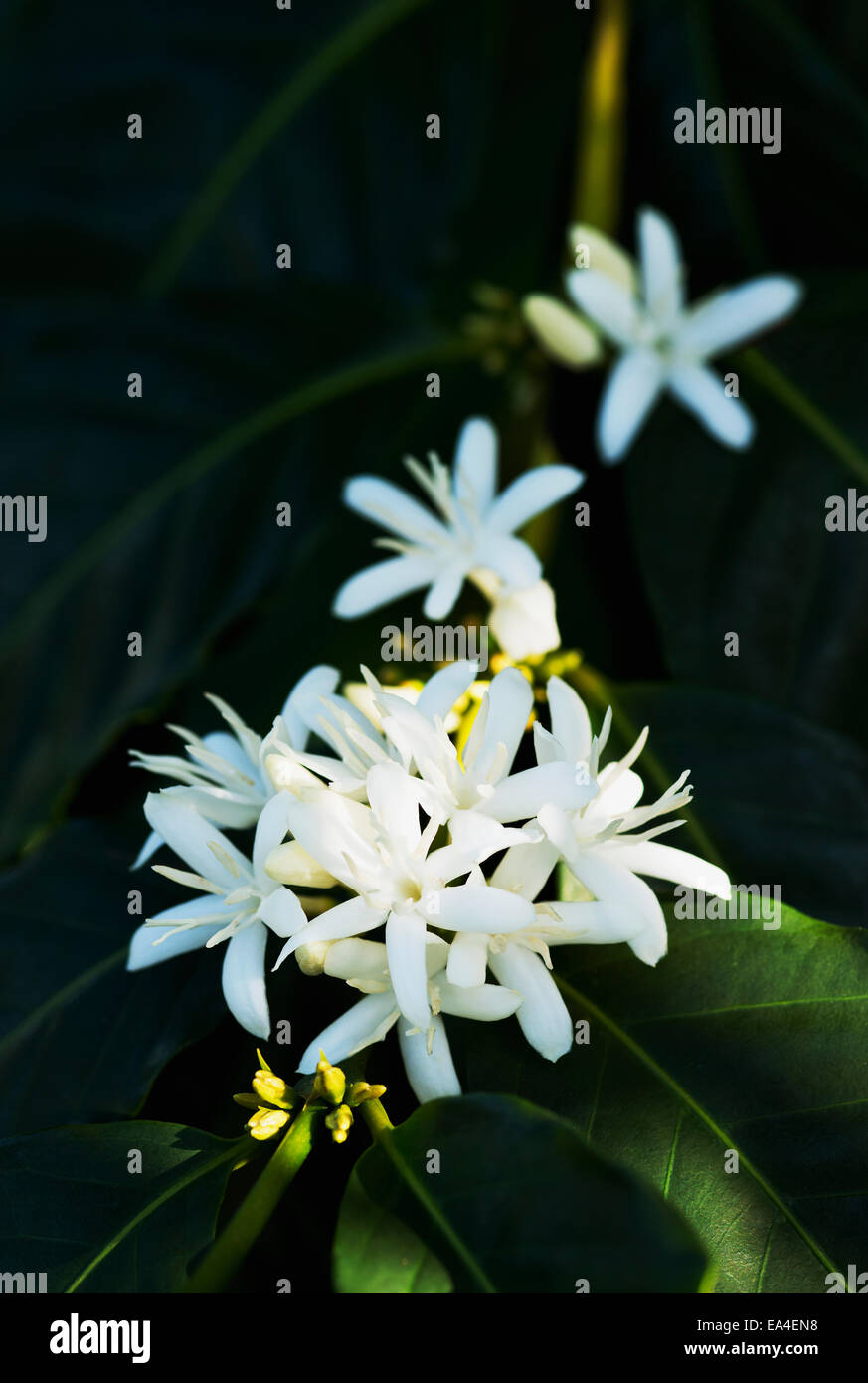 Blooming Kona coffee tree flowers; Holualoa, Big Island, Hawaii, United ...