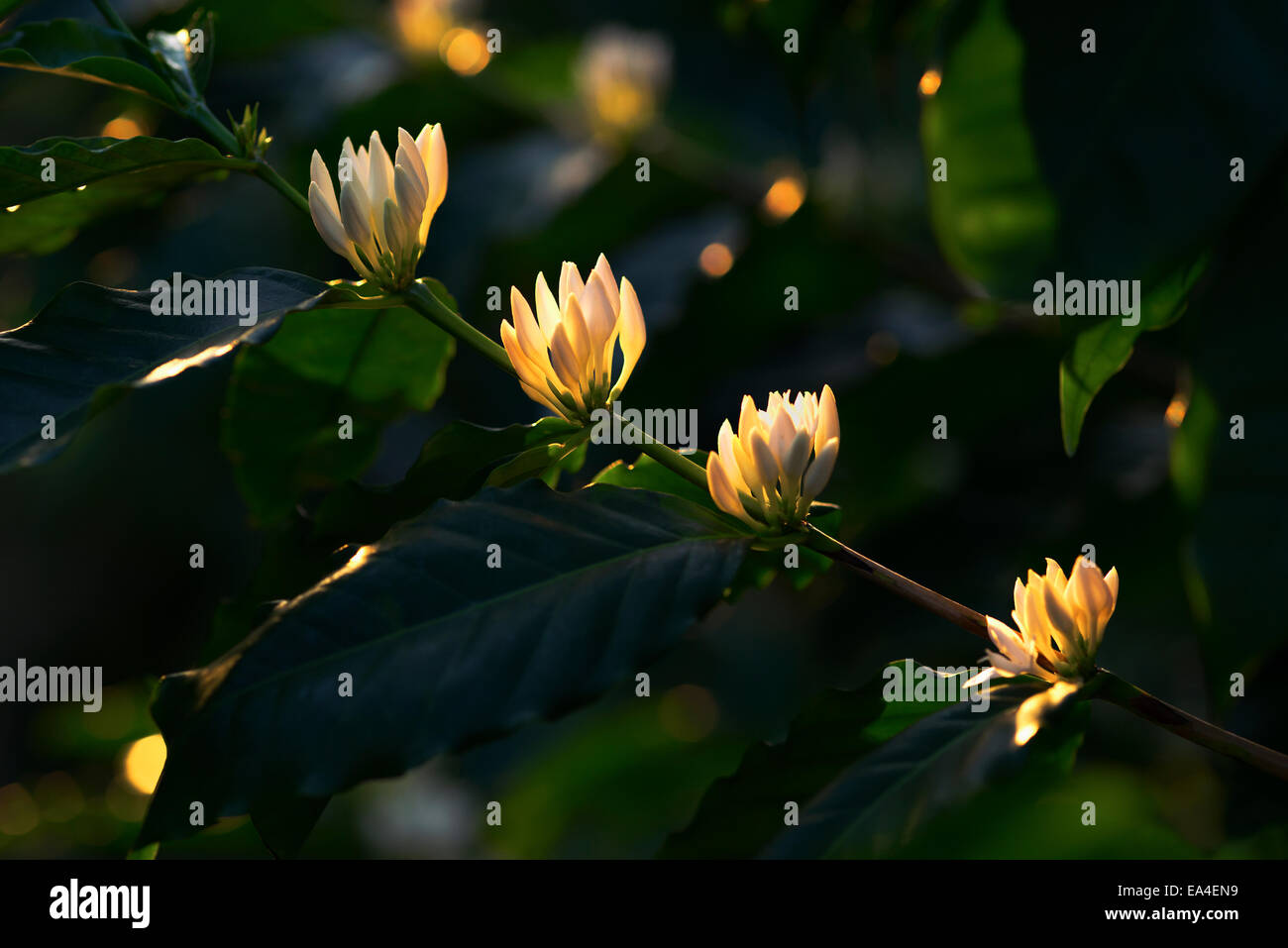 Kona coffee tree hi-res stock photography and images - Alamy