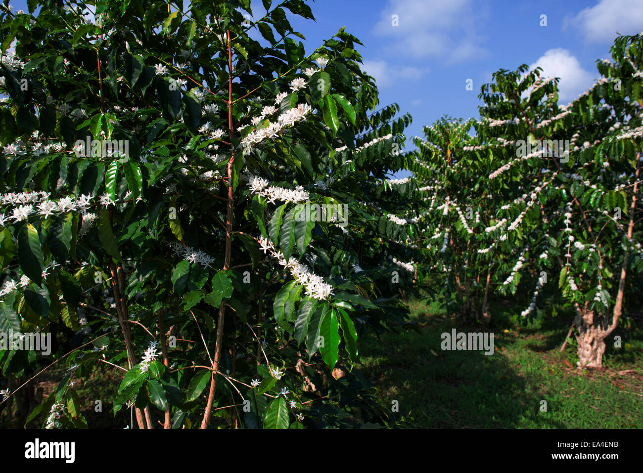 Holualoa hi-res stock photography and images - Alamy