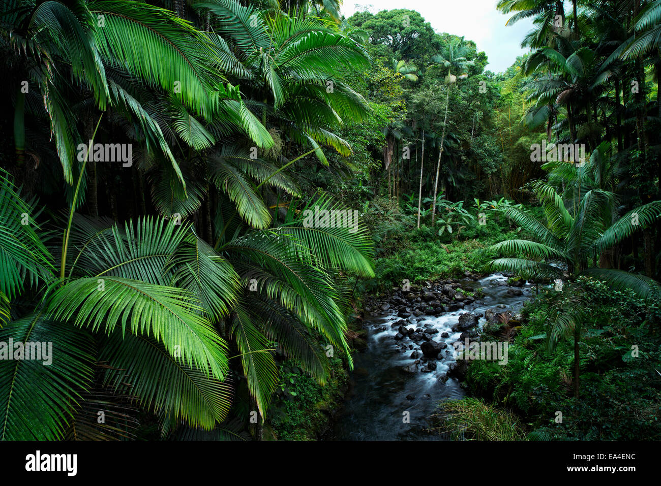 Honolii tropical forest hi-res stock photography and images - Alamy