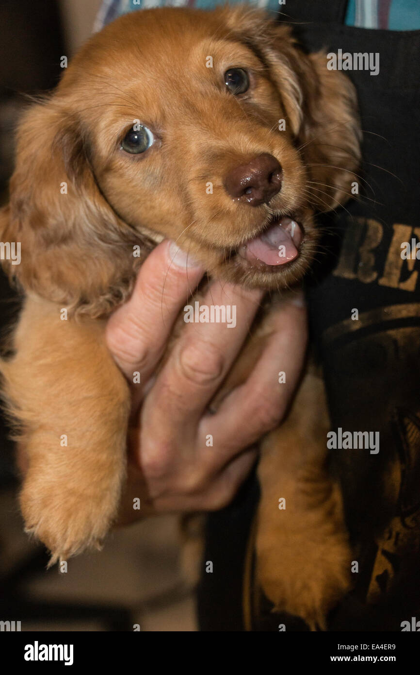 Gus the Puppy Dog Stock Photo - Alamy