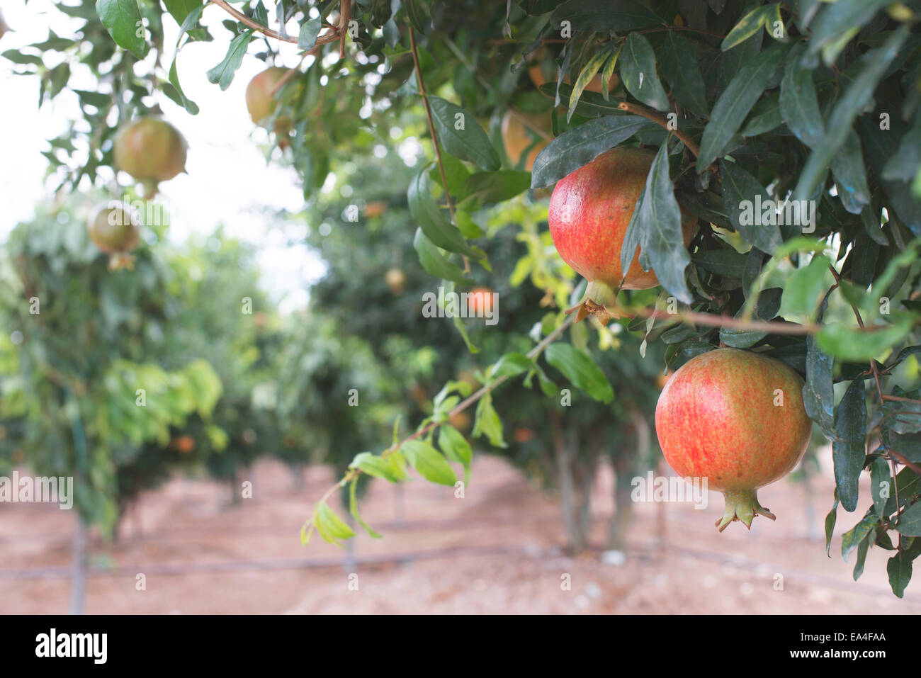 Pomegranate Trees High Resolution Stock Photography and Images - Alamy