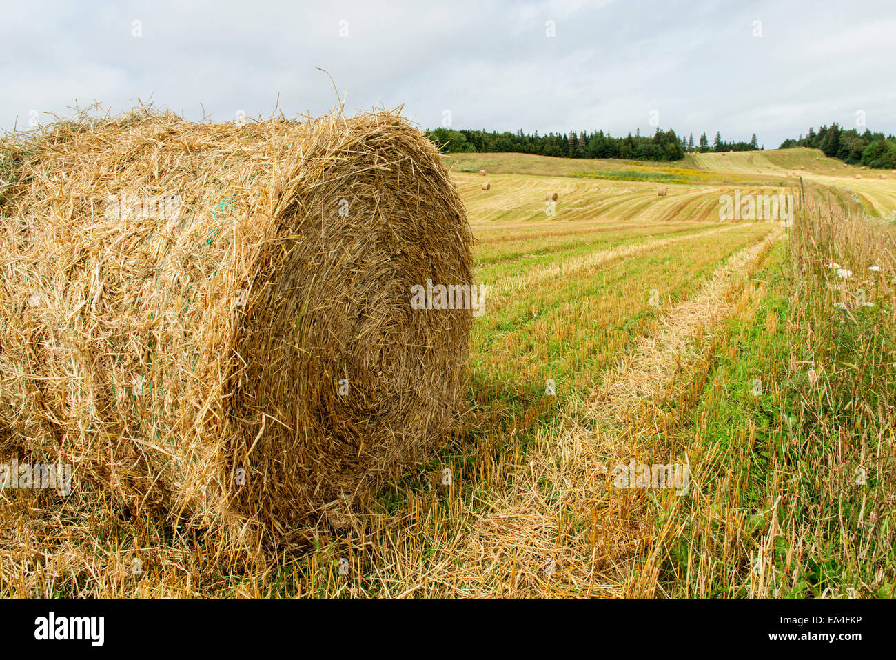 Edward hay hi-res stock photography and images - Alamy