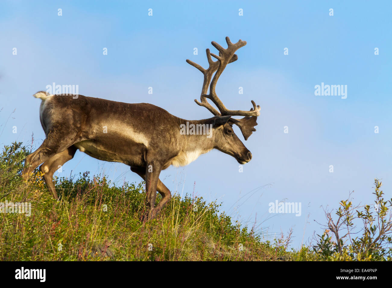 Caribou rack hi-res stock photography and images - Alamy