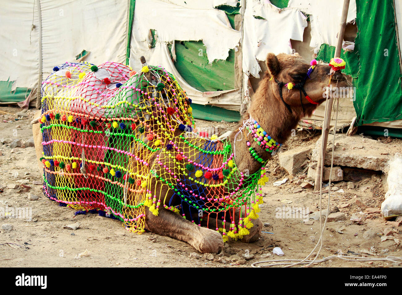 Camels, colorful, seat, desert, working animals, Camelidae, milk ...