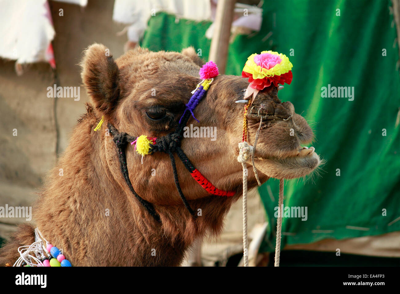 Camels, face, colorful, seat, desert, working animals, Camelidae, milk ...