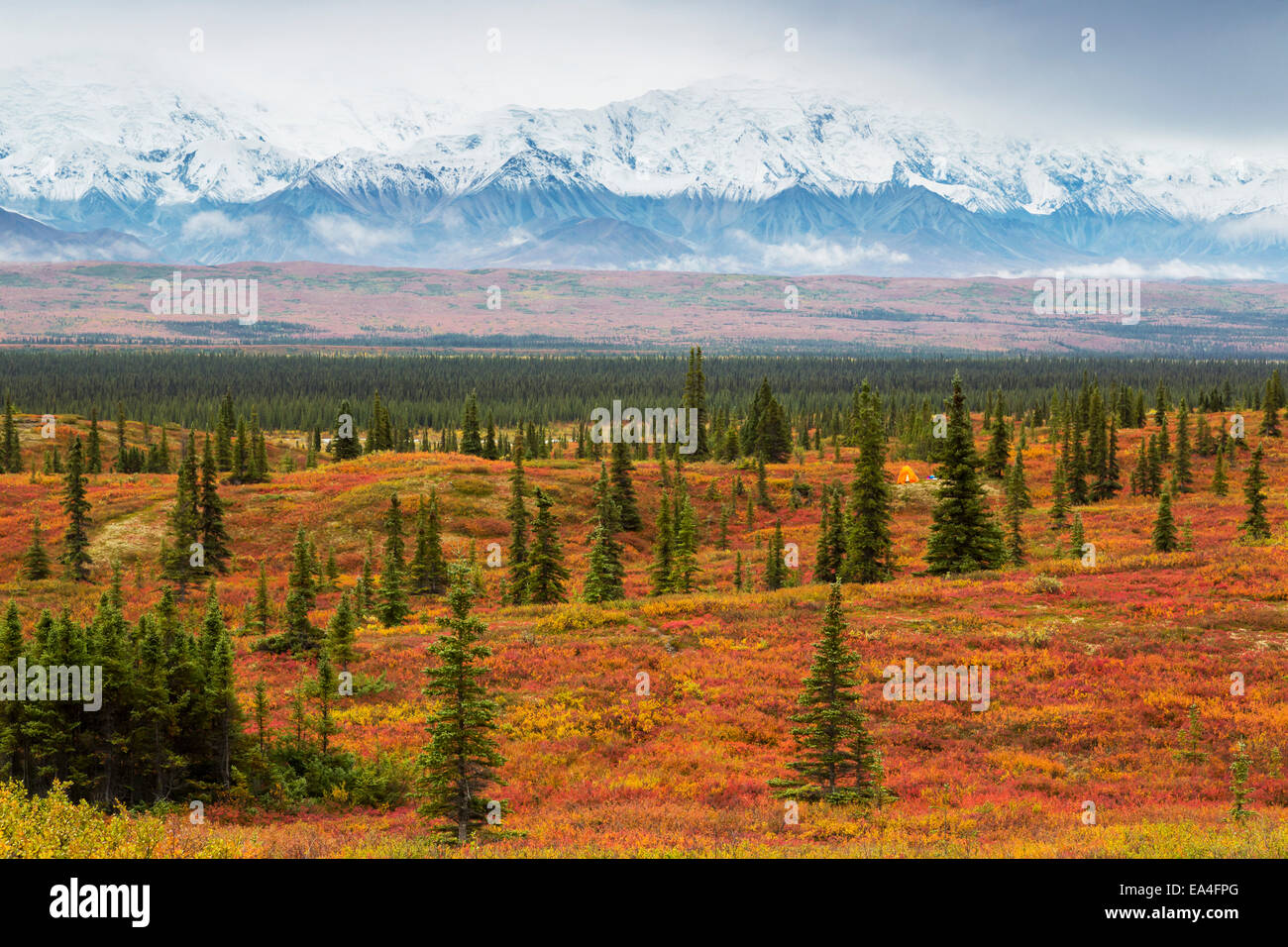 Mt Mckinley And Autumn Foliage Denali High Resolution Stock Photography ...