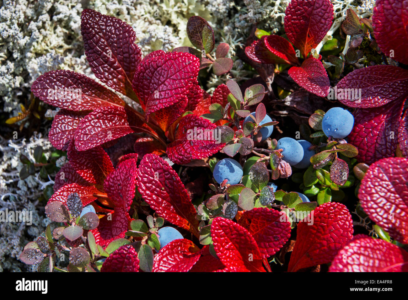 Arctous rubra hi-res stock photography and images - Alamy