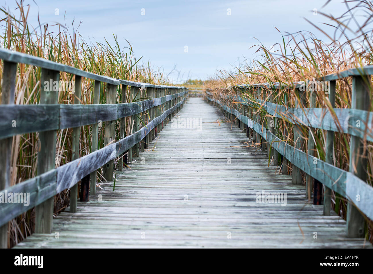 A weathered wooden boardwalk lined with tall grasses; Riverton ...