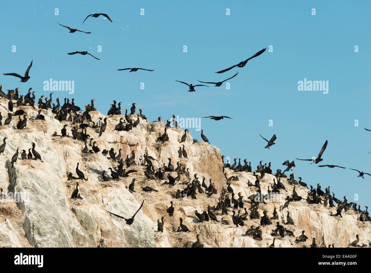A large flock of black birds on a rock against a blue sky; Kenora ...