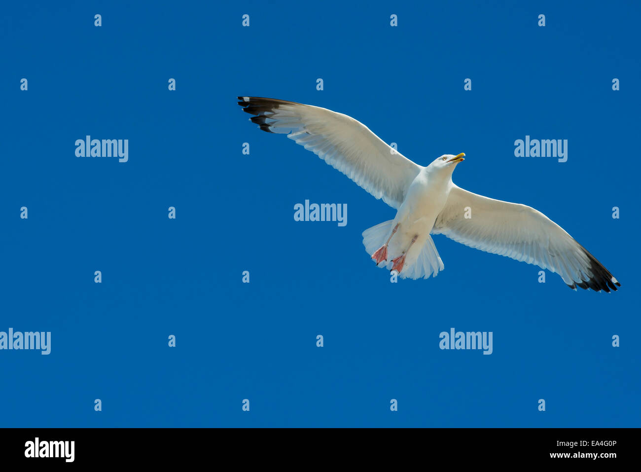 Seagull flying front view hi-res stock photography and images - Alamy